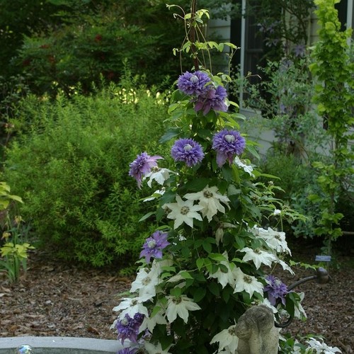 Clematis mix-up - Fine Gardening