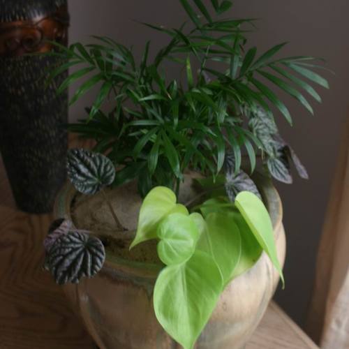 Chartreuse: A Slice of Sunshine - Fine Gardening