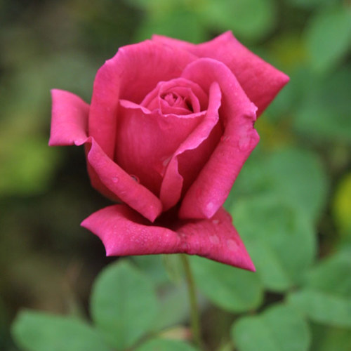 June - Rose - Fine Gardening