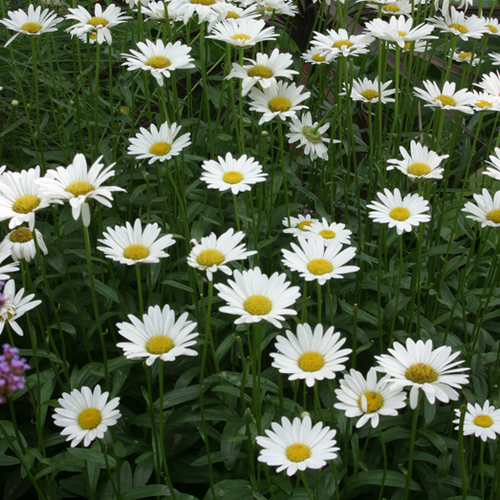 April: Daisy - Fine Gardening