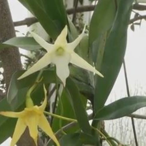 The Orchid Show: Darwin's Star Orchid - Fine Gardening