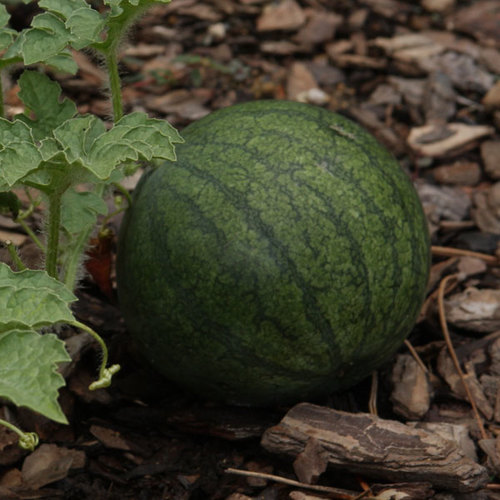 How to Pick a Ripe Watermelon - Fine Gardening