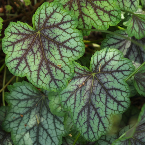The Hunt for the Best Heucheras - FineGardening