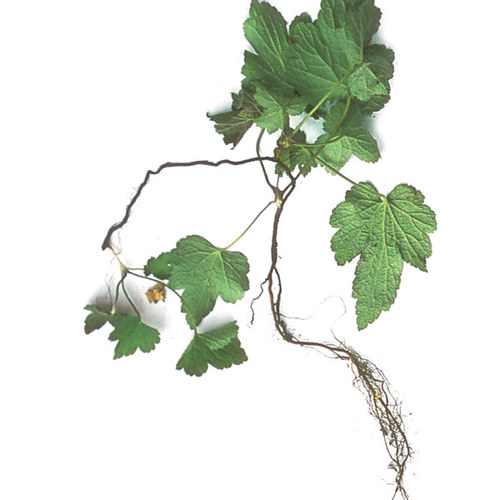 Dividing Plants with Underground Running Roots - Fine Gardening