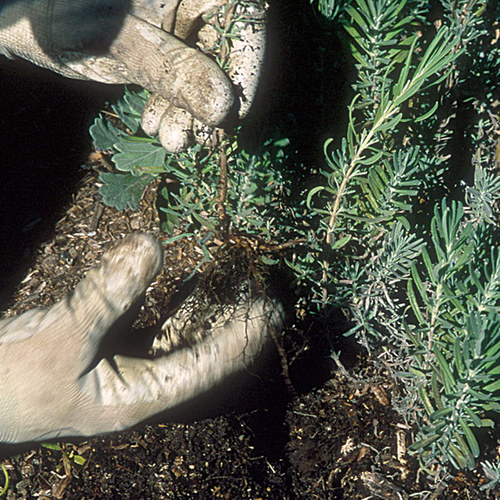 Dividing Plants with Woody Roots - Fine Gardening