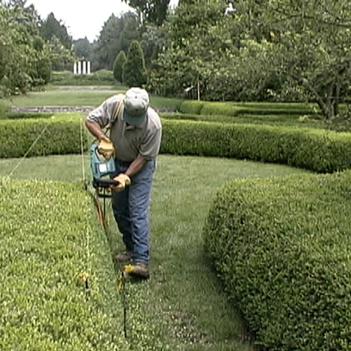 Trim a Hedge With Straight Edges - Fine Gardening