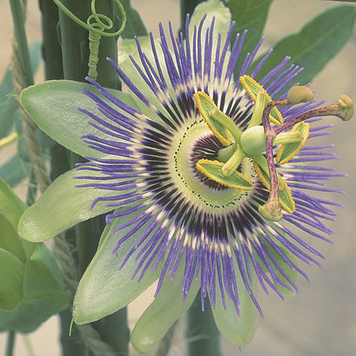 Passiflora - FineGardening