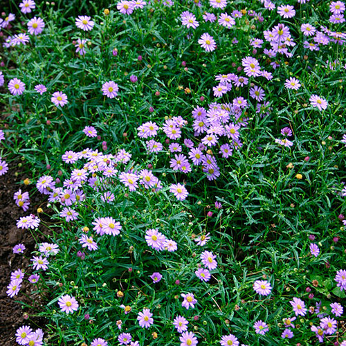 Brachycome - FineGardening