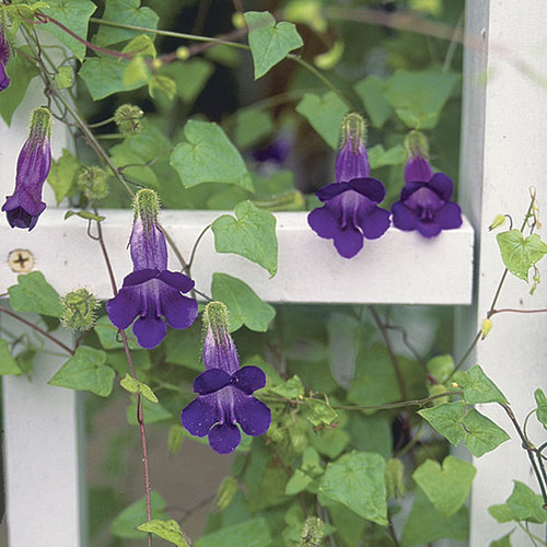 Plantfiles Pictures Asarina 39victoria Falls39 Asarina