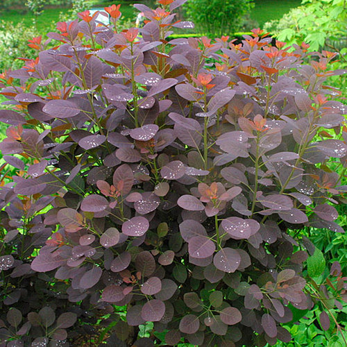 Cotinus - FineGardening