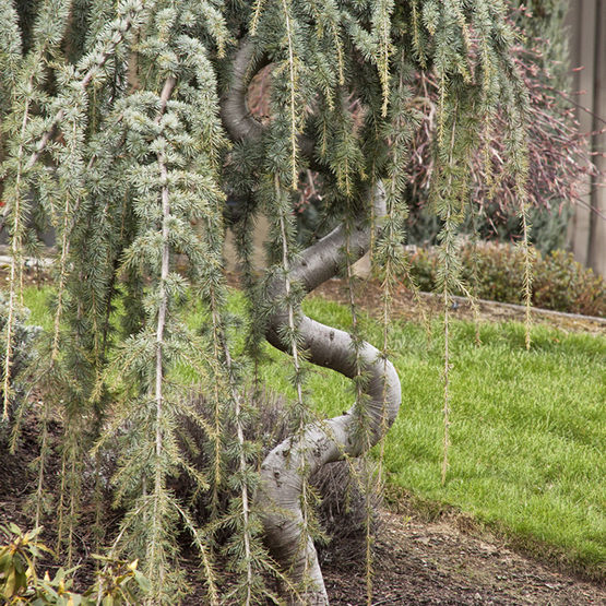 Weeping Blue Atlas Cedar - FineGardening