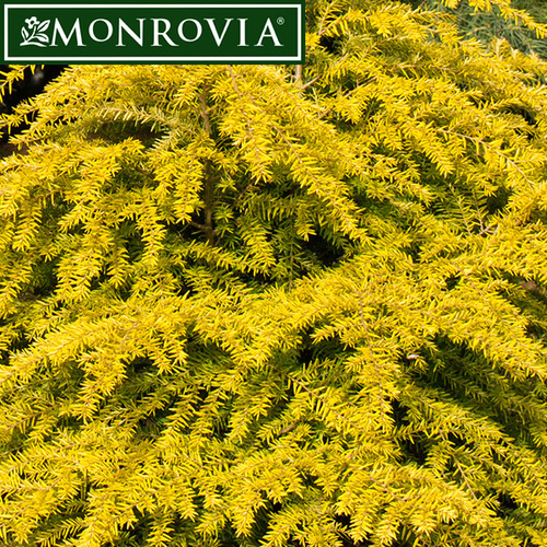 Golden Duchess™ Eastern Hemlock - FineGardening