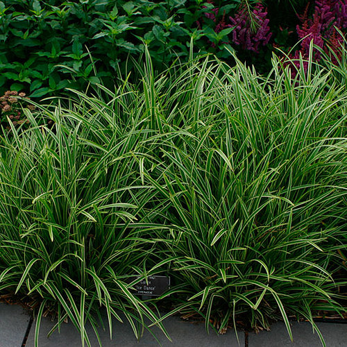 Variegated sedge - FineGardening