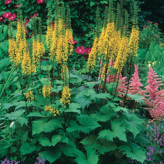 Ligularia, elephant ear - FineGardening