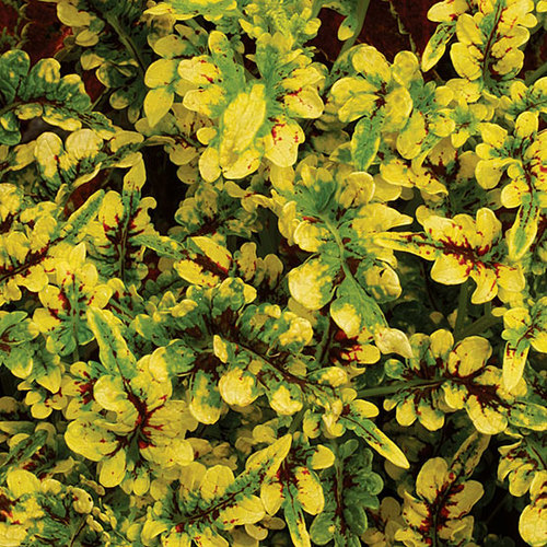 'Little Twister' coleus - FineGardening