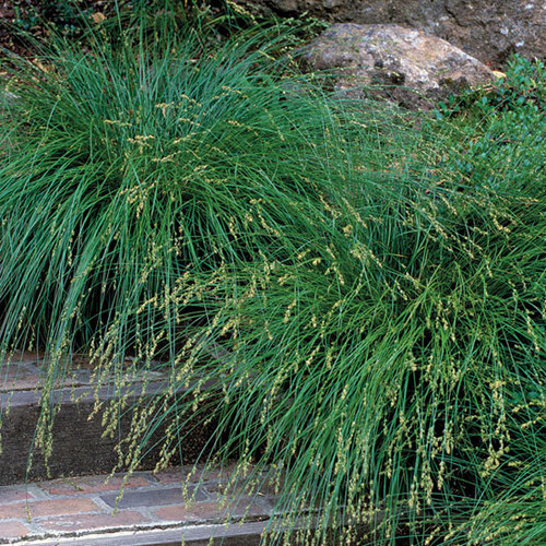 Berkeley sedge - FineGardening