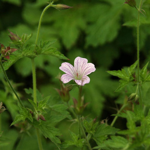 Striped bloody cranesbill - FineGardening