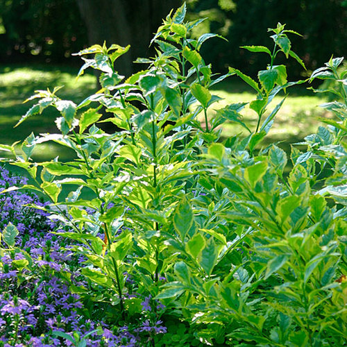 Golden Duchess™ Eastern Hemlock - FineGardening