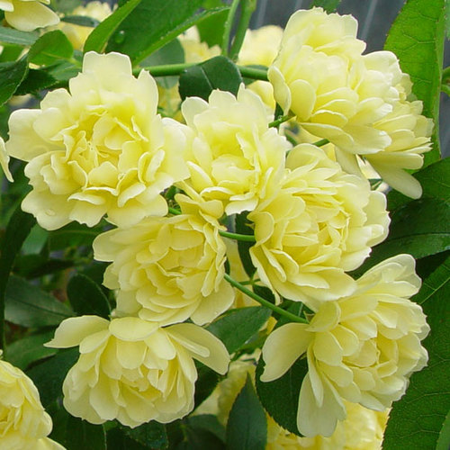 White Lady Banks Rose - FineGardening