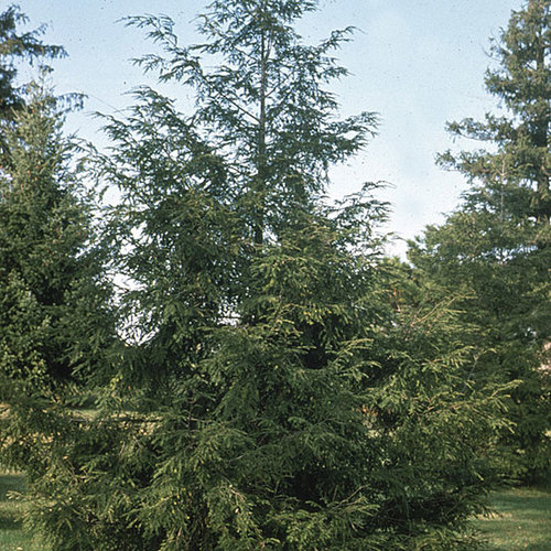 Golden Duchess® Eastern Hemlock - FineGardening