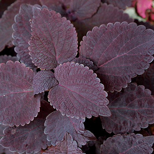 'Little Twister' coleus - FineGardening