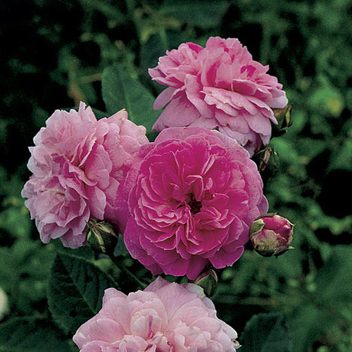 Hotel California rose - FineGardening