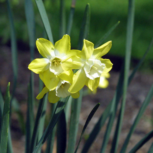 'Early Sensation' daffodil - FineGardening