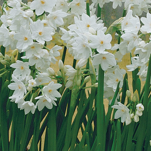 'Nazareth' Paperwhite narcissus - FineGardening