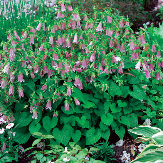 'Elizabeth' Korean bellflower - FineGardening