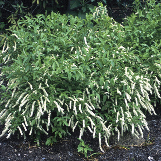 'Henry's Garnet' Virginia sweetspire - FineGardening