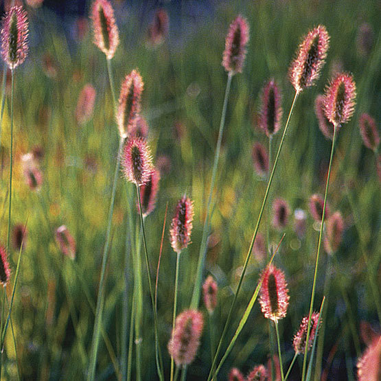 Bunny tails - FineGardening