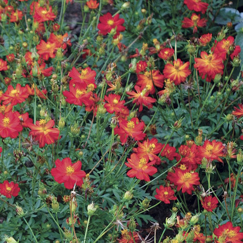 Cosmos sulfureus 'Cosmic Red' - FineGardening