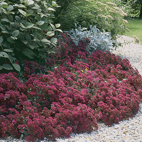 October Daphne - FineGardening