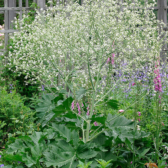 Colewort - FineGardening