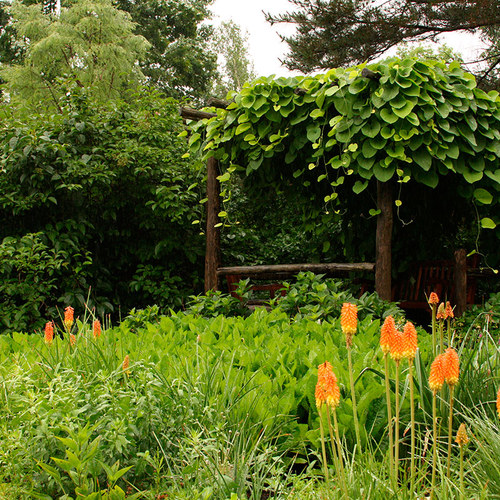 Episode 16: Plant This, Not That - Fine Gardening