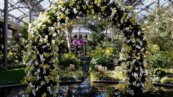 Spring Orchids - Fine Gardening