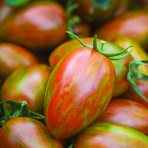 This New Tomato Variety is Pretty and Tasty - Fine Gardening