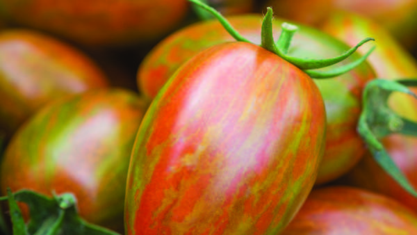 5 Great New Tomato Varieties - Fine Gardening