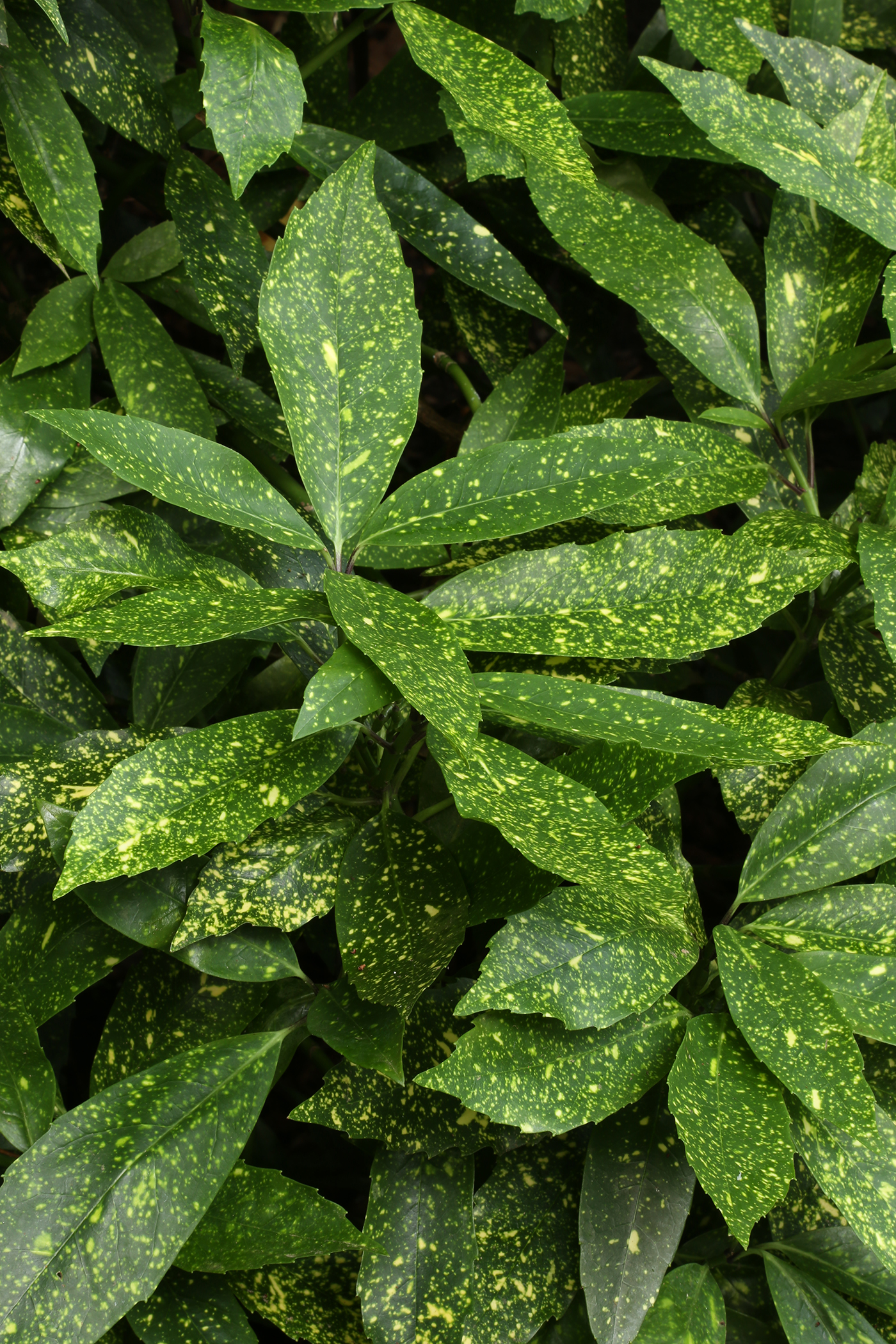 Episode 18: Focal-Point Plants - Fine Gardening