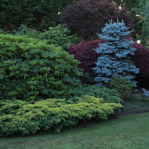Add Year-Round Color with 'Daub's Frosted' Juniper Shrub - Fine Gardening