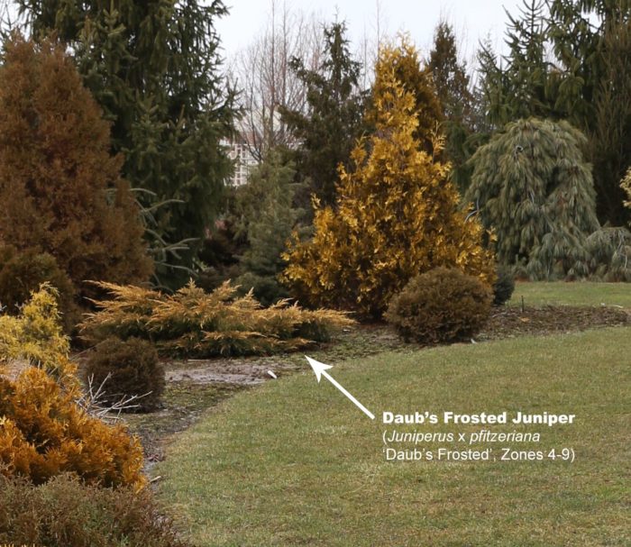 Add Year-Round Color with 'Daub's Frosted' Juniper Shrub - Fine Gardening