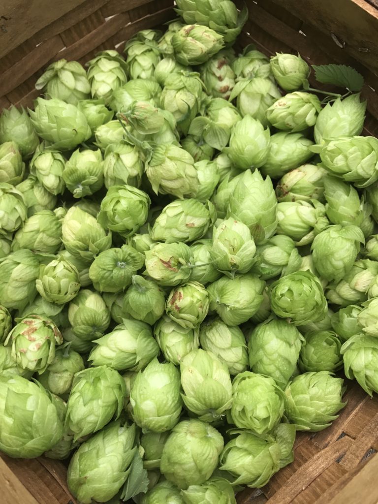 'Cascade' Hops - An Easy-Care Vine for Full Sun - Fine Gardening