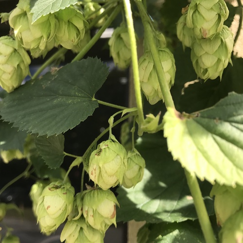 'Cascade' Hops - An Easy-Care Vine for Full Sun - Fine Gardening