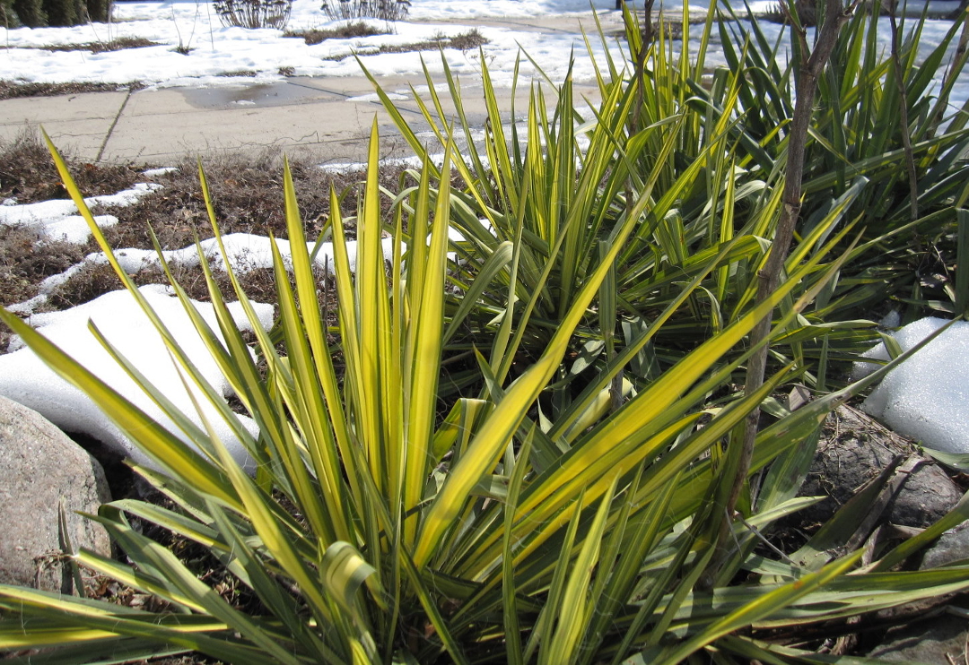 Foliage Counts - Plants that Feature Impressive Foliage