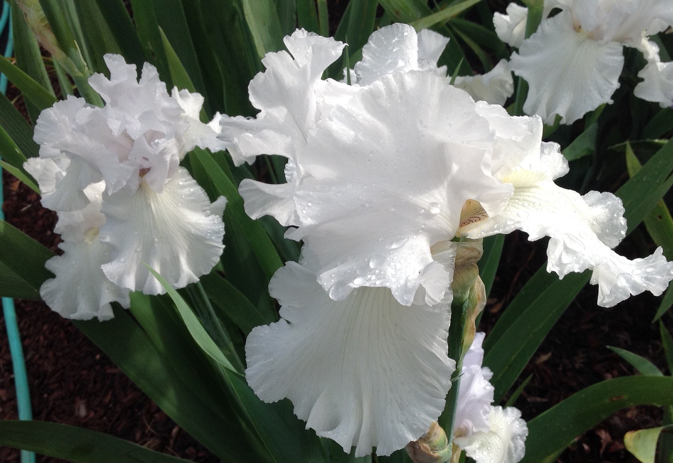 Guide to Beautiful Bearded Irises- Part 2