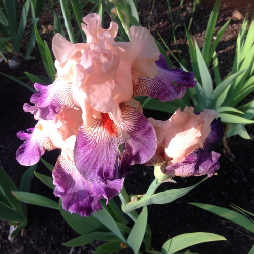 Guide to Beautiful Bearded Irises- Part 2