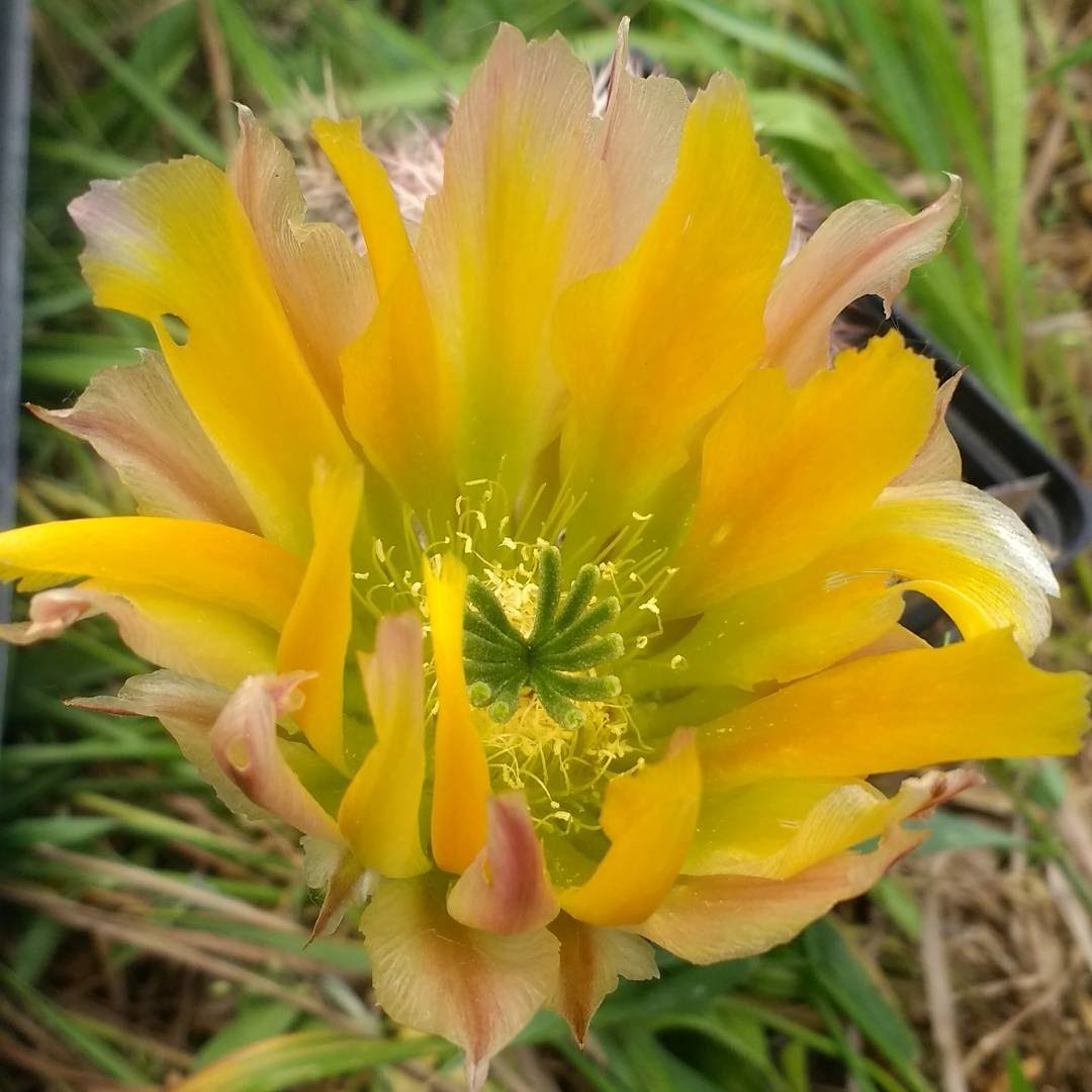Cold Hardy Cactus - Fine Gardening