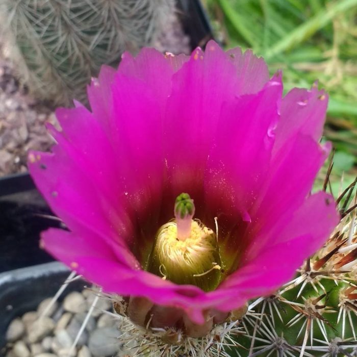 Cold Hardy Cactus - Fine Gardening
