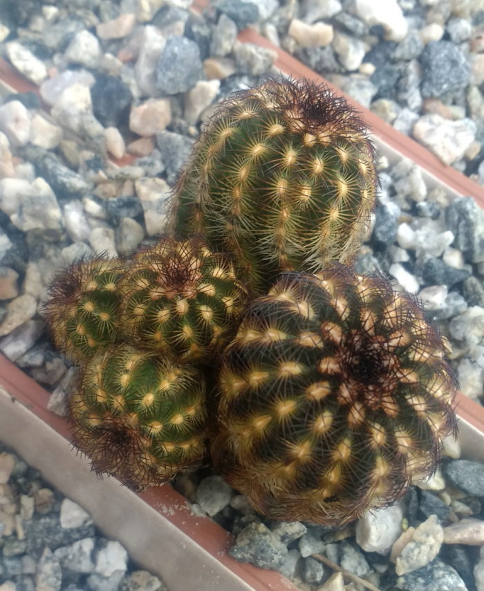 Cold Hardy Cactus - Fine Gardening
