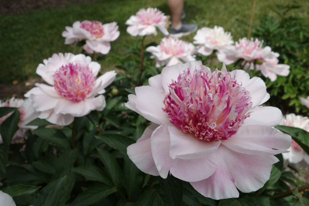 Beautiful Peony Varieties for Home and Garden